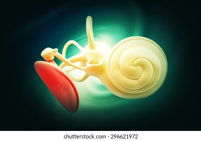 105 Tectorial membrane Images, Stock Photos & Vectors | Shutterstock