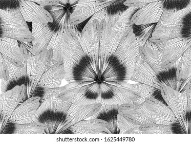 Insect Wings Natural Pattern Background Stock Illustration 1625449780 ...
