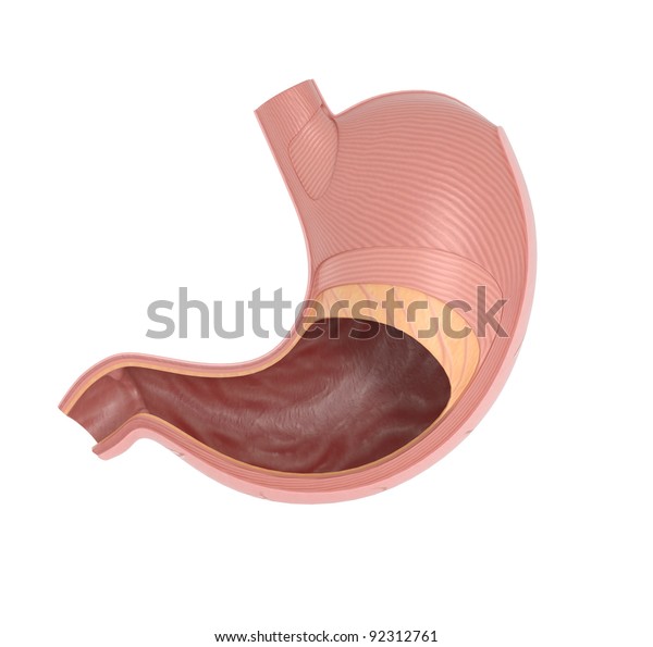 Inside Human Stomach 3d Illustration Stock Illustration 92312761