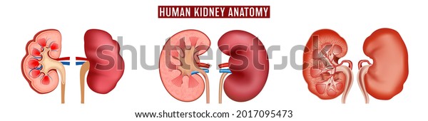 Inside Outside View Human Kidney Anatomy Stock Illustration 2017095473 ...