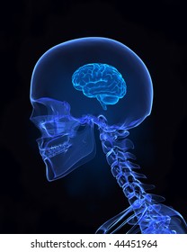 11,213 Small brain Images, Stock Photos & Vectors | Shutterstock