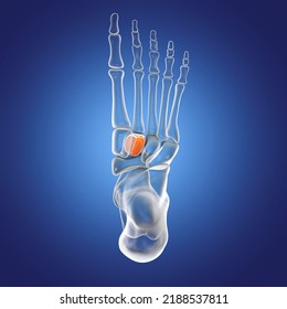Intermediate Second Wedgeshaped Cuneiform Bone Foot Stock Illustration ...