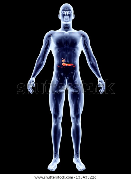 Internal Biliary Organs 3d Rendered Anatomical Stock Illustration ...
