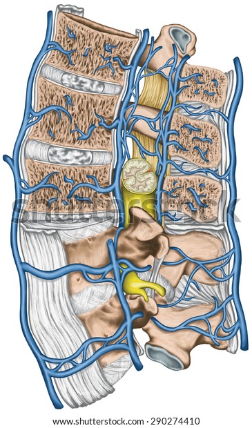 Internal External Vertebral Venous Plexuses Median: стоковая ...