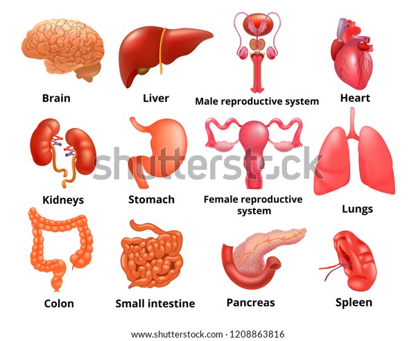 internal organs icon set