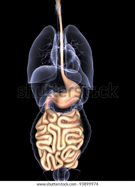 Internal Organs Xray Digestive System Xray Stock Illustration 93899974