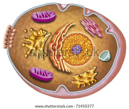 Internal Schematic Illustration Human Cell Stock Illustration 71450377 ...