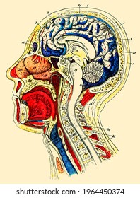 Internal Structure Human Head Neck Stock Illustration 1964450374 ...
