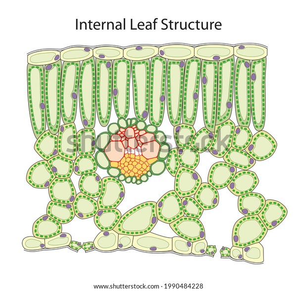 Internal Structure Leaf Stock Illustration 1990484228