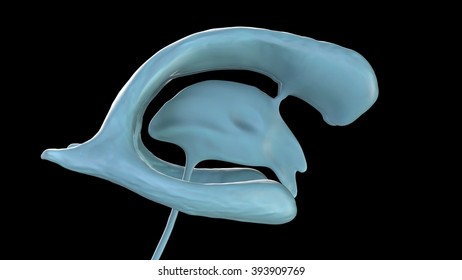 10 Occipital horns Images, Stock Photos & Vectors | Shutterstock