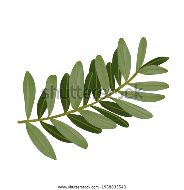 Isolated Bitmap Image Olive Tree Branch Stock Illustration 1958833543 ...