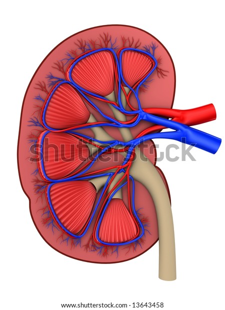 Kidney Cross Section Stock Illustration 13643458