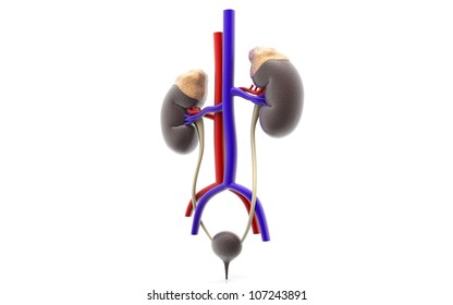 Kidney Urinary System Stock Illustration 107243891 | Shutterstock