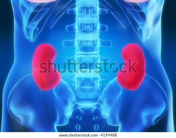 Kidneys Stock Illustration 4199488 | Shutterstock