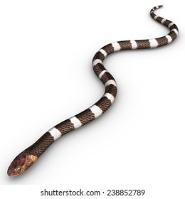 1,206 Krait snake Images, Stock Photos & Vectors | Shutterstock