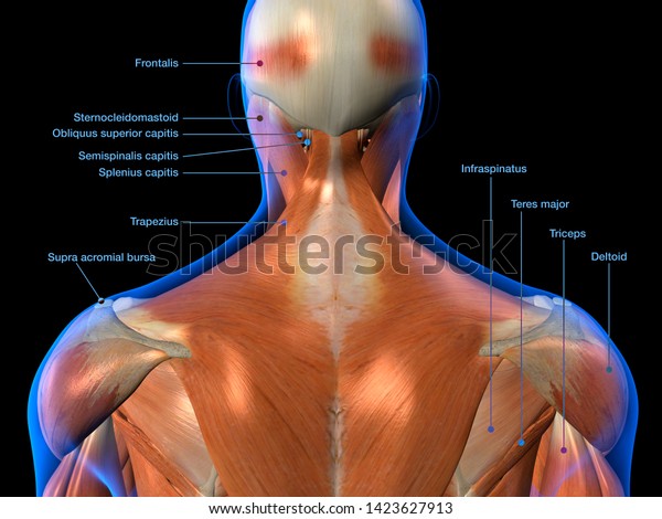 Labeled Anatomy Chart Neck Back Muscles Stock Illustration 1423627913 ...
