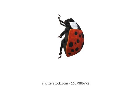 Ladybug On White Background Isolated Ladybug Stock Illustration ...