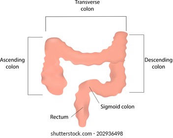 91 Bolus (digestion) Images, Stock Photos & Vectors | Shutterstock