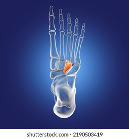 Lateral Third Cuneiform Bone Foot Human Stock Illustration 2190503419 ...