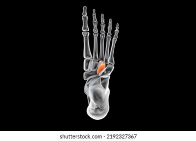 Lateral Third Cuneiform Bone Foot Human Stock Illustration 2192327367 ...