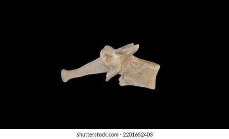 Lateral View First Thoracic Vertebra T13d Stock Illustration 2201652403 ...
