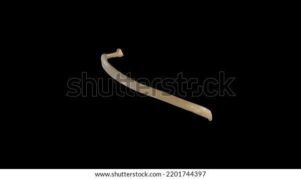 Ilustrasi Stok Lateral View Right Fourth Rib3d Rendering 2201744397 ...