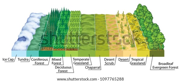 Latitudinal Zonation Vegetation Vegetation Zonation Latitudinal Stock ...