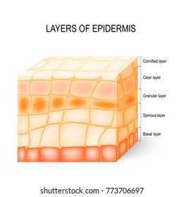 Layers Skin Epidermis Horny Layer Granular 库存插图 778262986 | Shutterstock