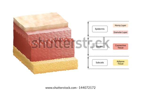 Layers Human Skin Stock Illustration 144072172