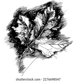 15,977 Hatching tree Images, Stock Photos & Vectors | Shutterstock