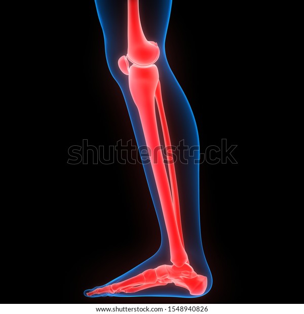 Leg Joints Human Skeleton System Anatomy 스톡 일러스트 1548940826 | Shutterstock