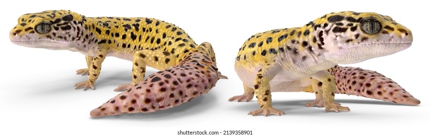 189 Leopard gecko pose Images, Stock Photos & Vectors | Shutterstock