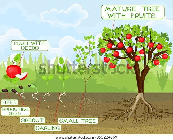 Life Cycle Apple Tree Stock Illustration 355224869