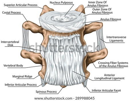 Ligaments Structure Intervertebral Disc Anulus Fibrosus Illustration de ...