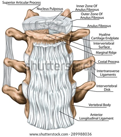Ligaments Structure Intervertebral Disc Outer Inner Stock Illustration ...