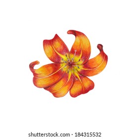 602 Tiger lily watercolor Images, Stock Photos & Vectors | Shutterstock