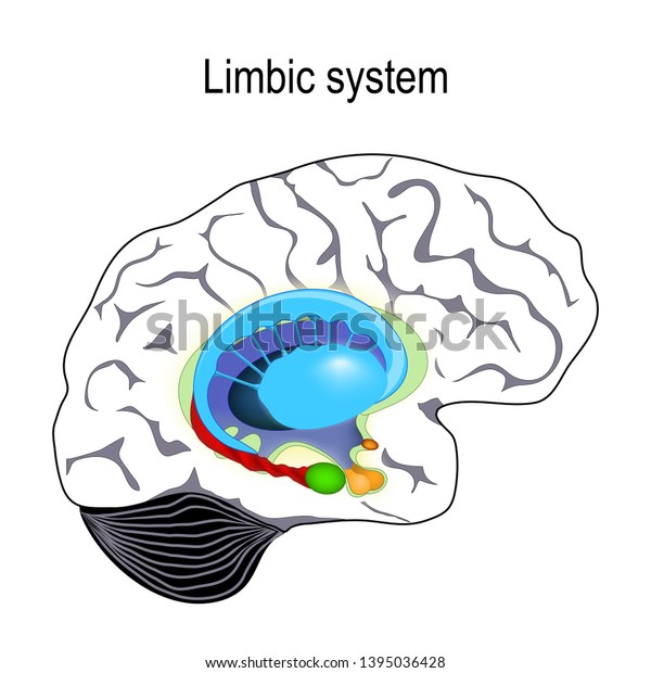 Limbic System Cross Section Human Brain 스톡 일러스트 1395036428