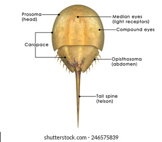 341 Limulus polyphemus Images, Stock Photos & Vectors | Shutterstock