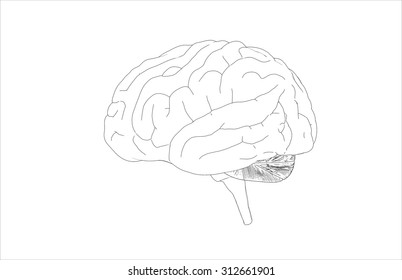 White Low Poly Brain Lateral View: เวกเตอร์สต็อก (ปลอดค่าลิขสิทธิ์ ...