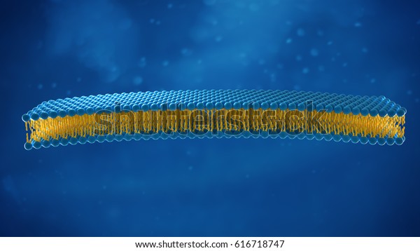 Liposome Bilayer Structure Cell 3d Rendering Stock Illustration ...