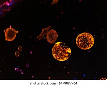 12 Fire Flame Under A Microscope Images, Stock Photos & Vectors ...