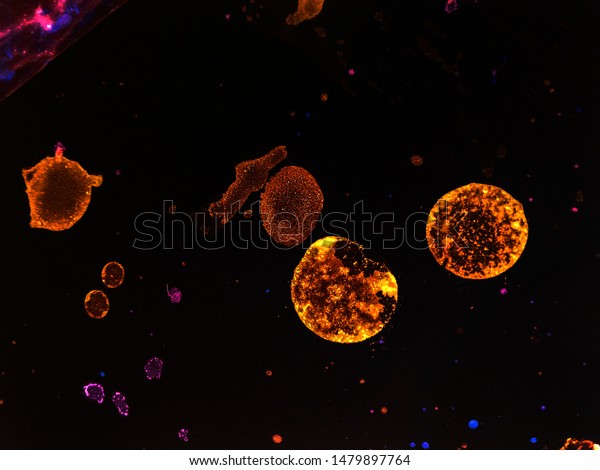 Liquid Neon Under Microscope Fire Ultramarine 스톡 일러스트 1479897764 ...