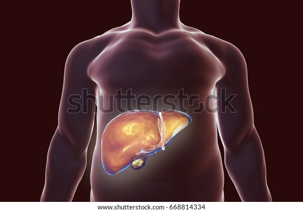 Liver Gall Bladder Inside Human Body Stock Illustration 668814334 ...