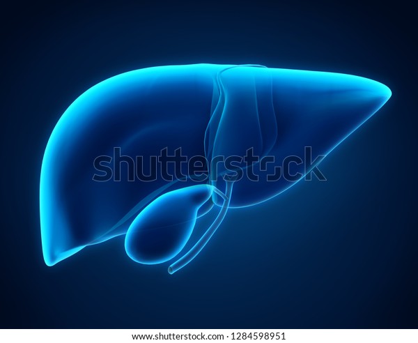 Liver Gallbladder Anatomy 3d Render Stock Illustration 1284598951