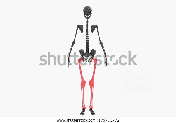 Lower Limb Skeleton Stock Illustration 195971792 | Shutterstock