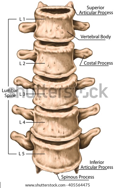 Lumbar Spine Structure Vertebral Bones Lumbar Illustration De Stock