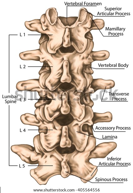 Lumbar Spine Structure Vertebral Bones Lumbar Stock Illustration 405564556