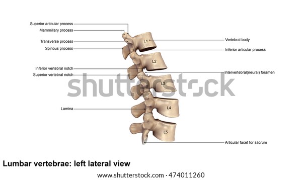 Lumbar Vertebrae Lateral View 3d Illustration Stock Illustration 474011260