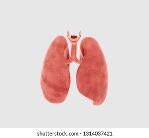 Lungs 3d Rendering Stock Illustration 1314037421 | Shutterstock