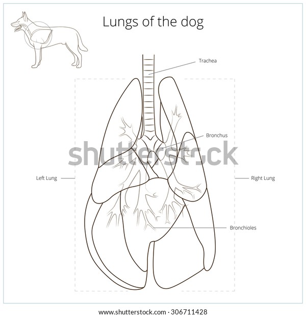 Lungs Dog Raster Version Stock Illustration 306711428